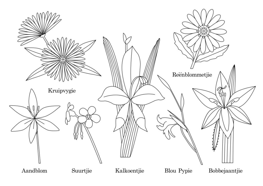 West Coast Wildflower Worksheet – Artist Laurence Garrett